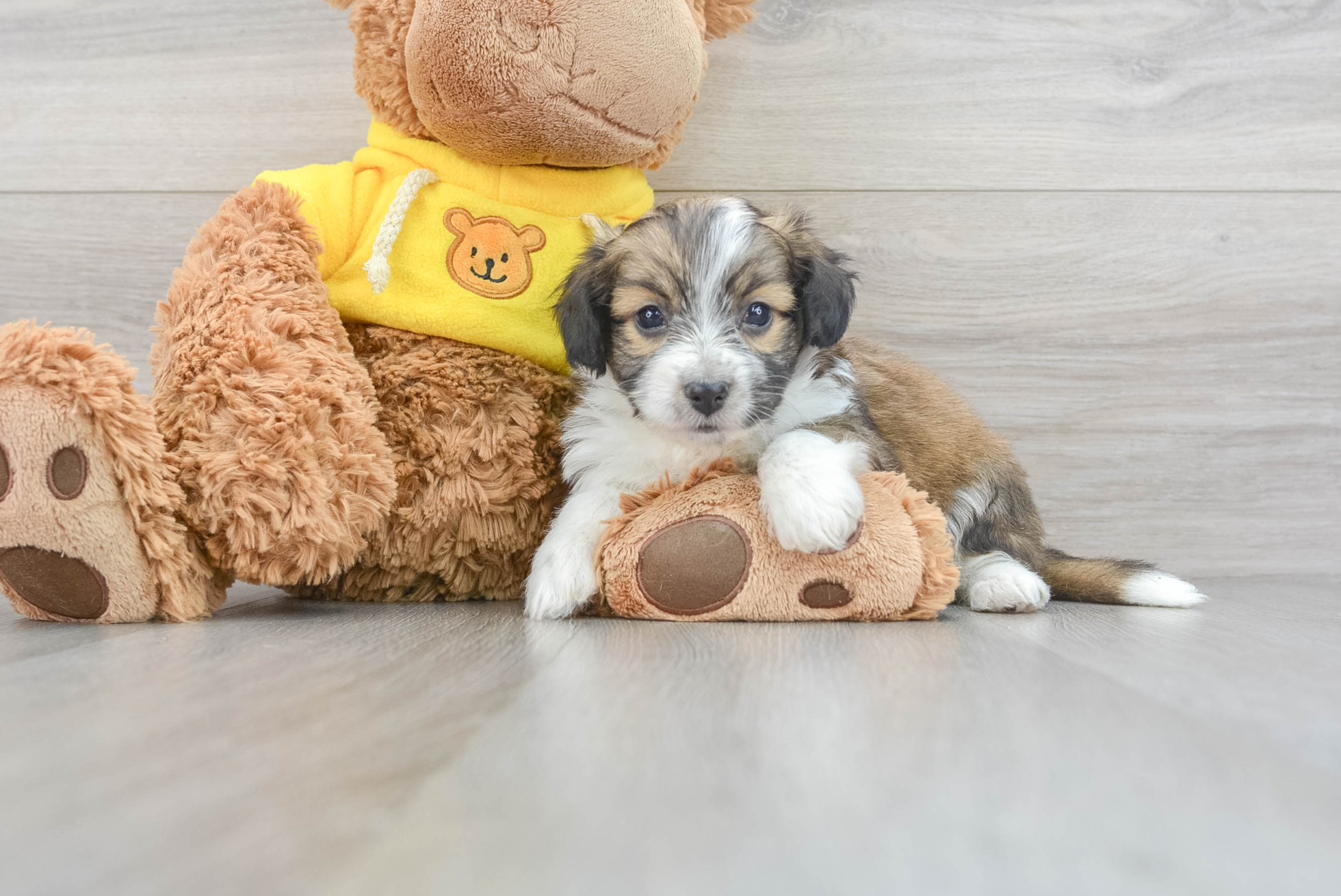 Hypoallergenic Aussiechon Galaxy: 4lb 11oz Designer Puppy