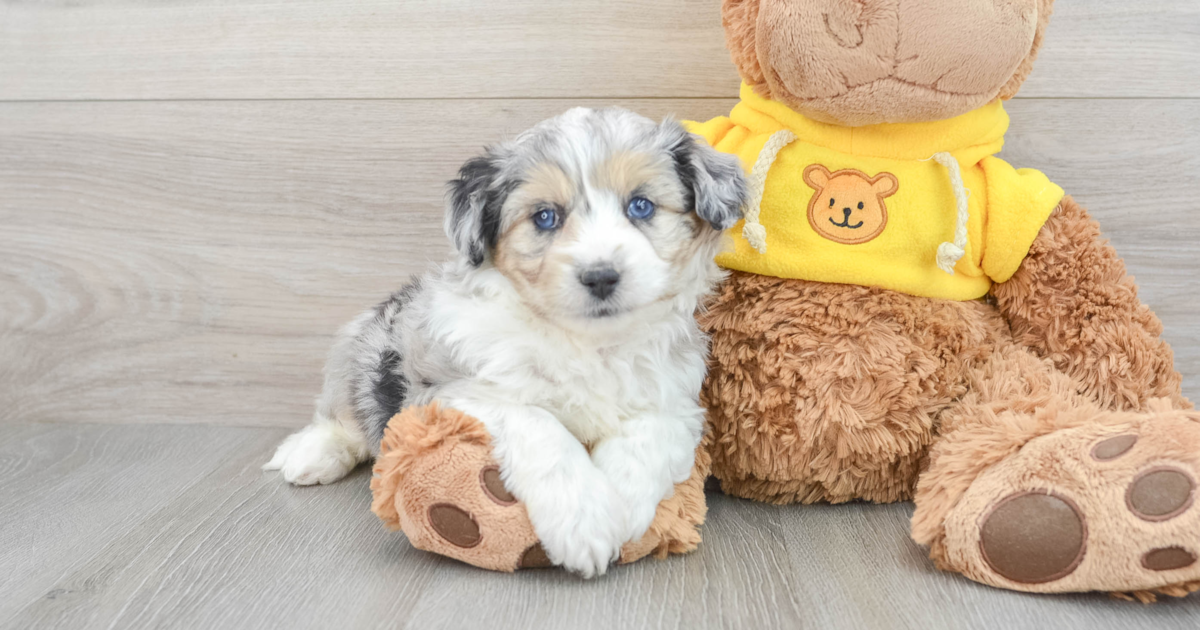 Small Aussiechon Gretchen: 5lb 6oz Designer Puppy