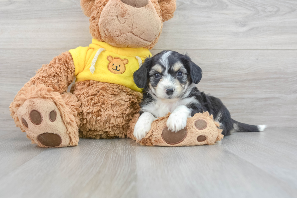 Sweet Aussiechon Helen: 5lb 5oz Designer Puppy