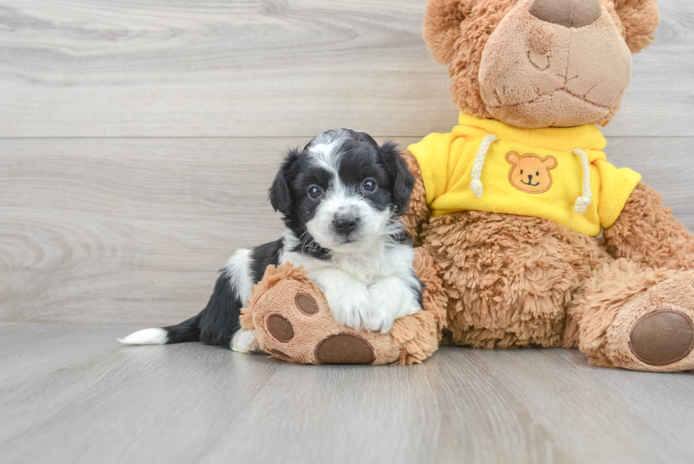 Happy Aussiechon Hosanna: 4lb 10oz Designer Puppy