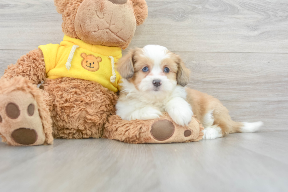 Cute Aussiechon Jules: 3lb 6oz Designer Puppy