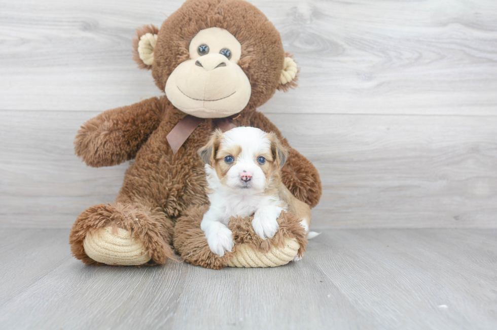 Aussiechon Puppies for Sale | Premier Pups located in Ohio