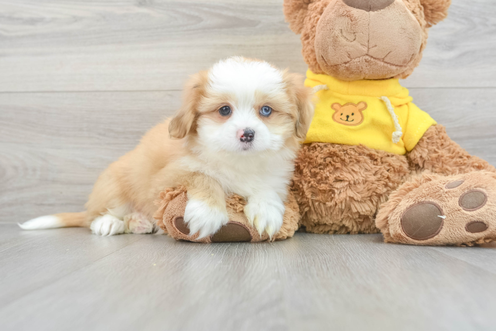 Friendly Aussiechon Leia: 4lb 3oz Designer Puppy