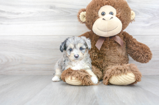 Aussiechon Puppies for Sale | Premier Pups located in Ohio