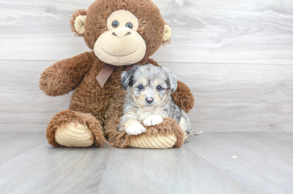 Aussiechon Puppies for Sale | Premier Pups located in Ohio