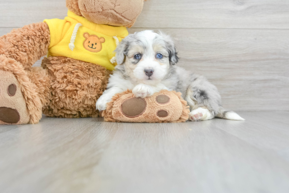 Aussiechon Osaka: 2lb 12oz Designer Puppy