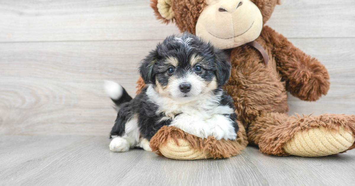 Petite Aussiechon Piada: 3lb 8oz Designer Puppy