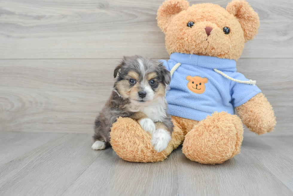 Aussiechon Sosa: 1lb 14oz Designer Puppy