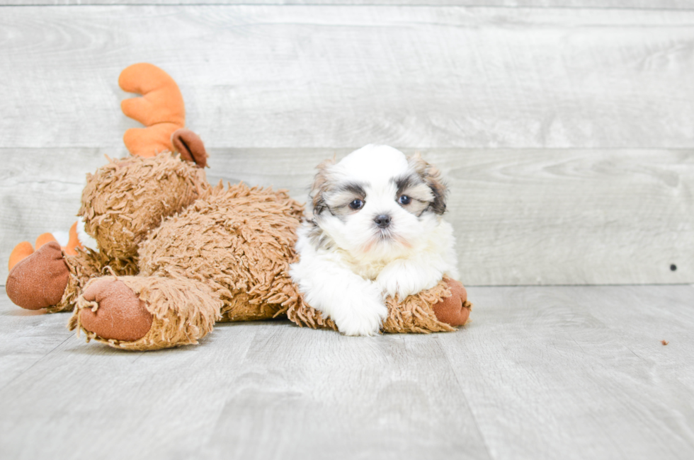 Teddy Bear Puppies for Sale – Shichon Puppies | Premierpups.com