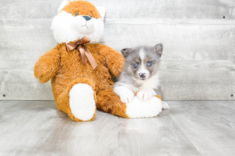 Pomsky puppies for sale | Small cross puppies breeds for sale in Ohio