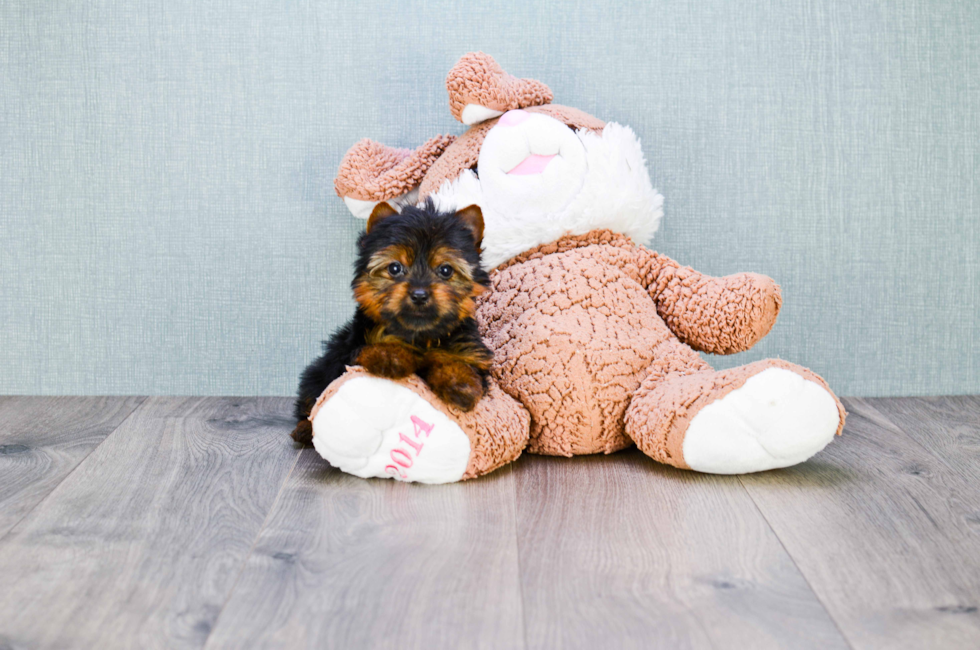 AKC Yorkie puppies for sale | Buy Teacup Yorkshire Terrier Pups