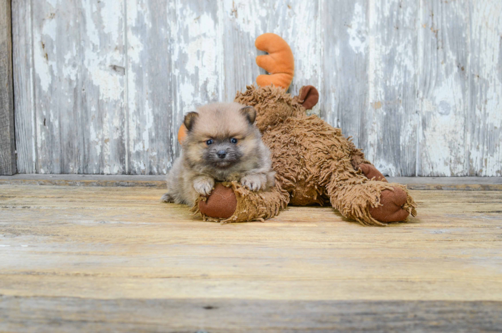 Small breed puppies for sale | Teacup Pups for sale in Ohio – Premier Pups