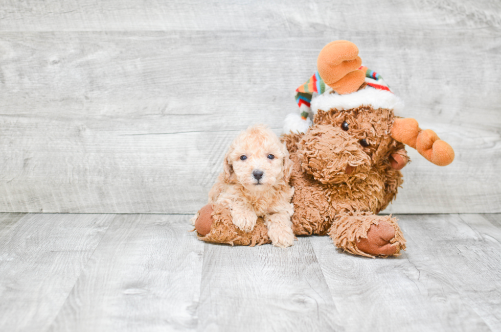 Small breed puppies for sale | Teacup Pups for sale in Ohio – Premier Pups