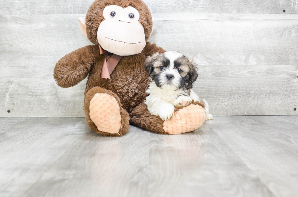Teddy Bear Puppies for Sale – Shichon Puppies | Premierpups.com