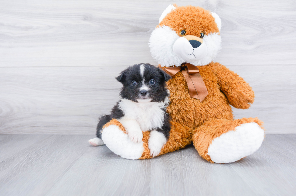 Pomsky Puppies For Sale Online | Comfortable US Shipping from Ohio