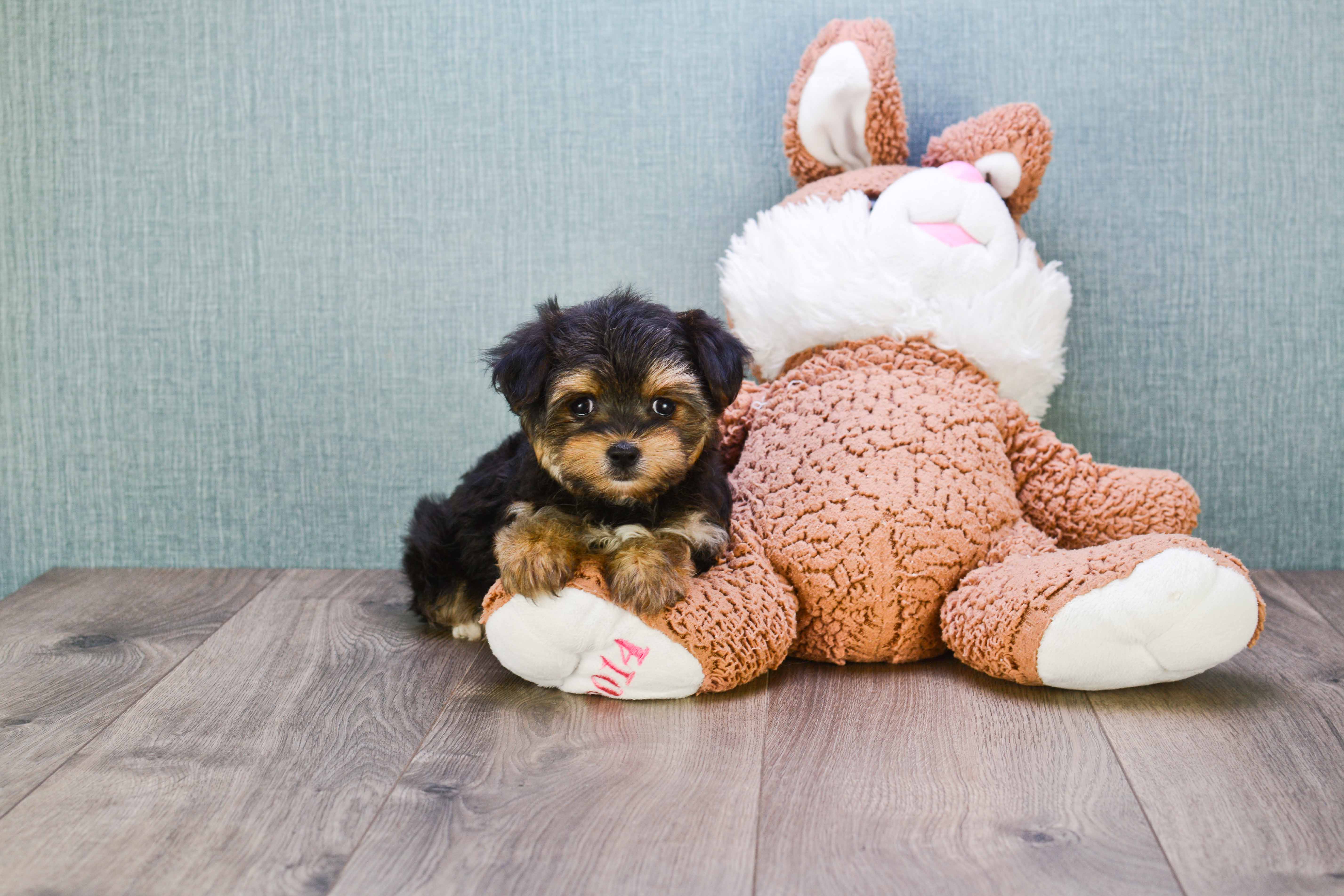Micro Teacup Morkie Puppies