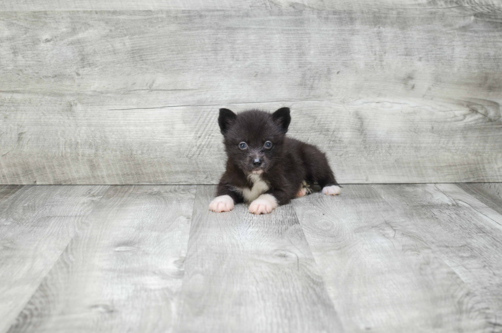 Pomsky puppies for sale | Small cross puppies breeds for sale in Ohio