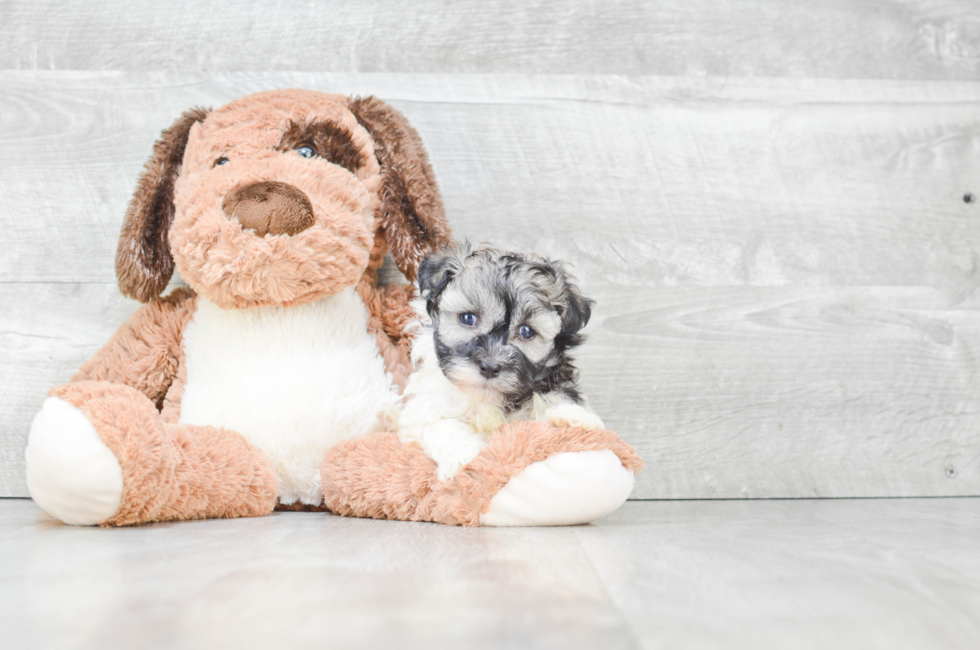 Havanese Puppies for Sale | PremierPups.com