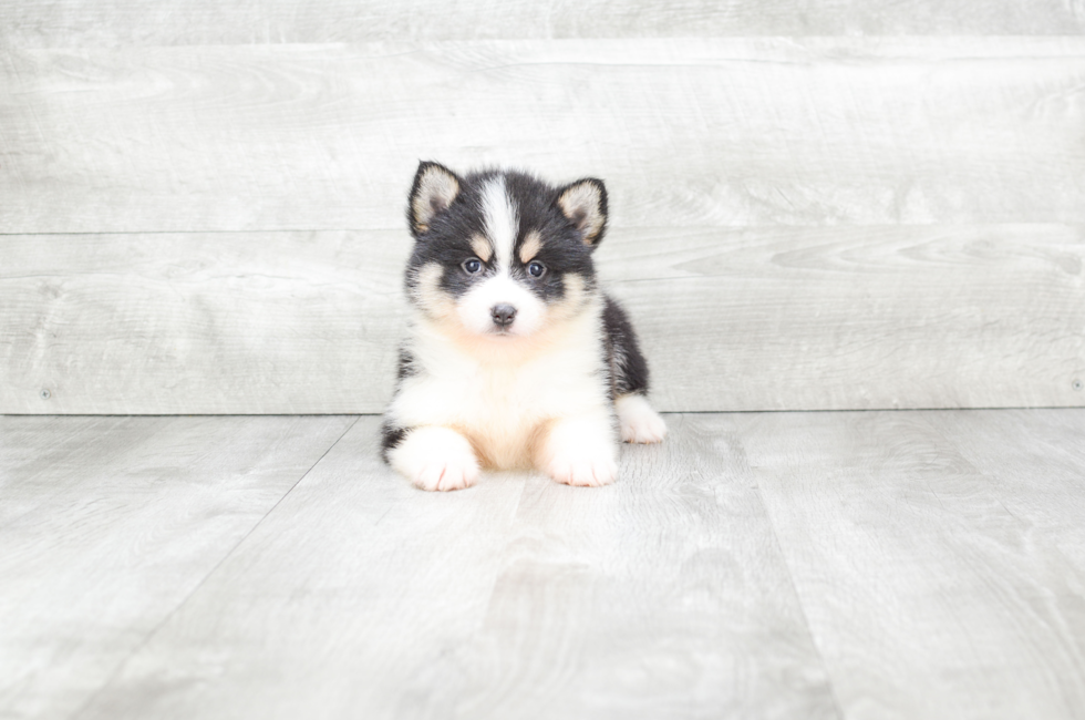 Pomsky puppies for sale | Small cross puppies breeds for sale in Ohio