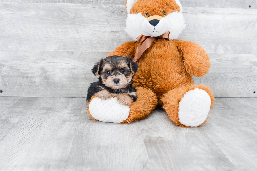 Morkie Puppies for Sale – On-the-spot Adoption in Ohio / US Shipping