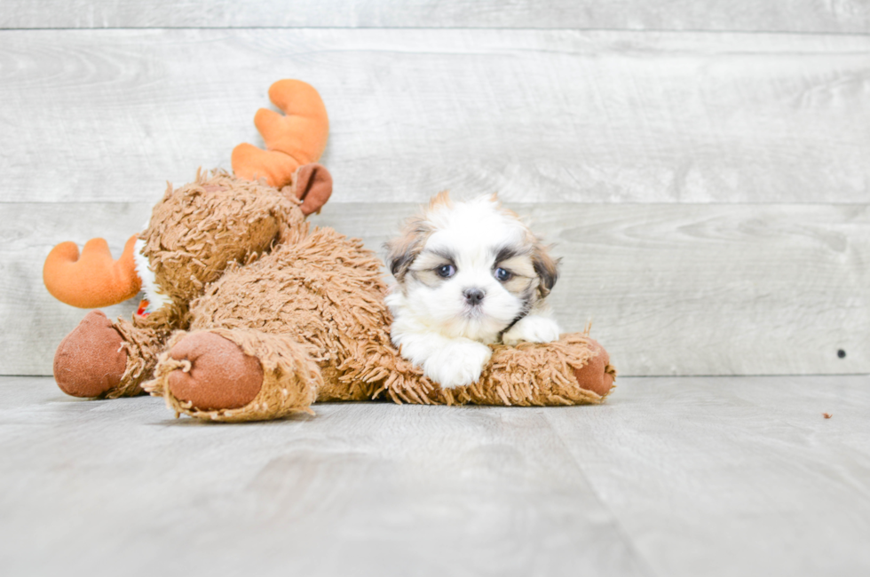 Teddy Bear Puppies for Sale – Shichon Puppies | Premierpups.com