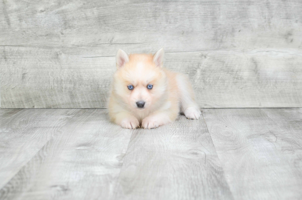 Pomsky puppies for sale | Small cross puppies breeds for sale in Ohio