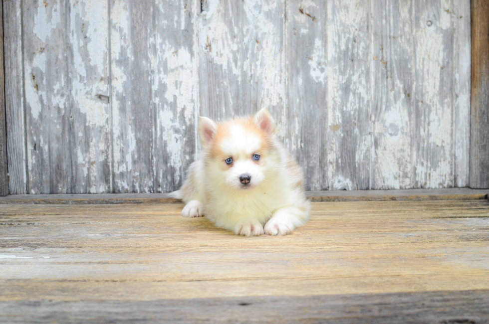 Pomsky puppies for sale | Small cross puppies breeds for sale in Ohio