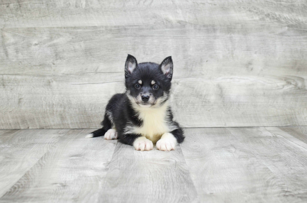 Pomsky puppies for sale | Small cross puppies breeds for sale in Ohio