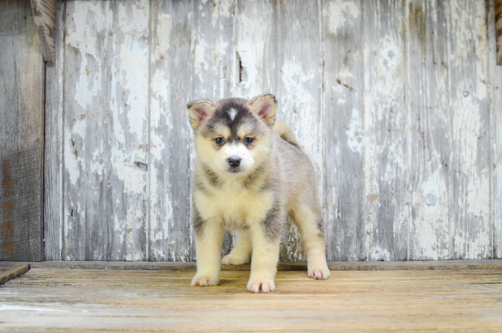 Pomsky puppies for sale | Small cross puppies breeds for sale in Ohio