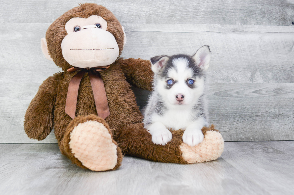 Pomsky puppies for sale | Small cross puppies breeds for sale in Ohio