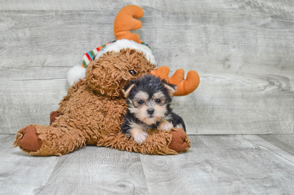 Morkie puppies for sale | Mixed Small Breed puppies for sale
