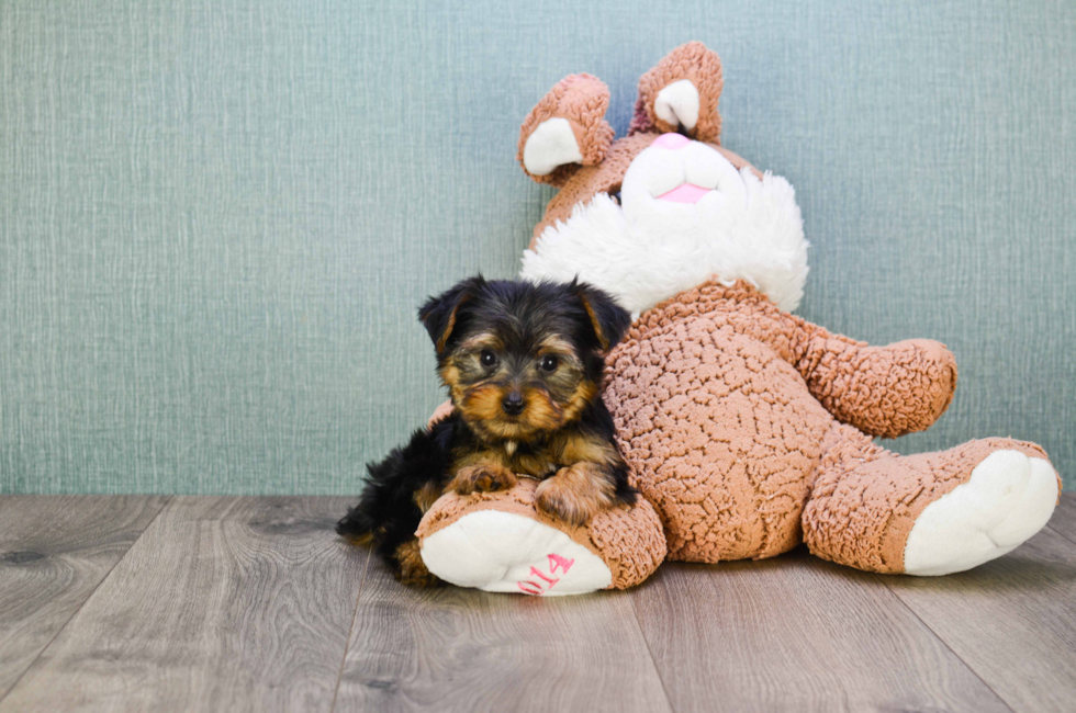 AKC Yorkie puppies for sale | Buy Teacup Yorkshire Terrier Pups