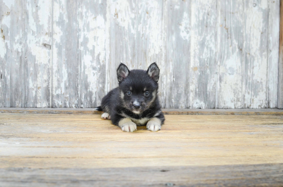 Pomsky puppies for sale | Small cross puppies breeds for sale in Ohio