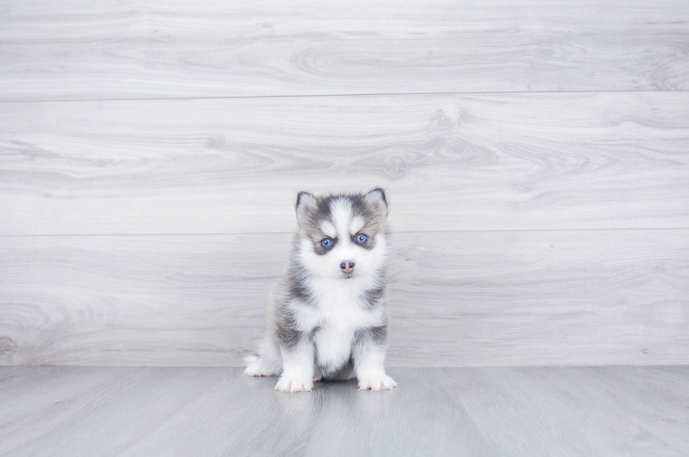 Pomsky puppies for sale | Small cross puppies breeds for sale in Ohio