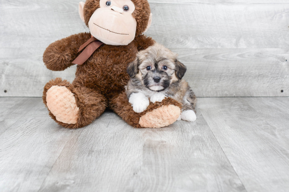 Havanese Puppies for Sale | PremierPups.com