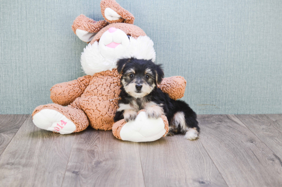 Morkie puppies for sale | Mixed Small Breed puppies for sale