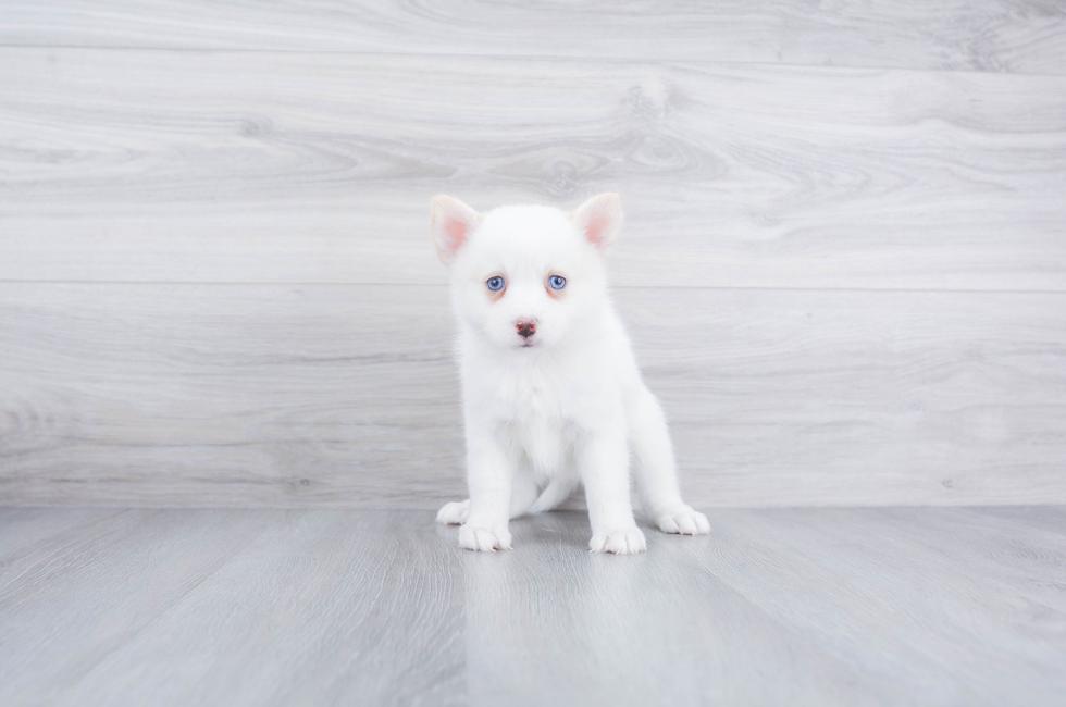 Pomsky Puppies For Sale Online | Comfortable US Shipping from Ohio