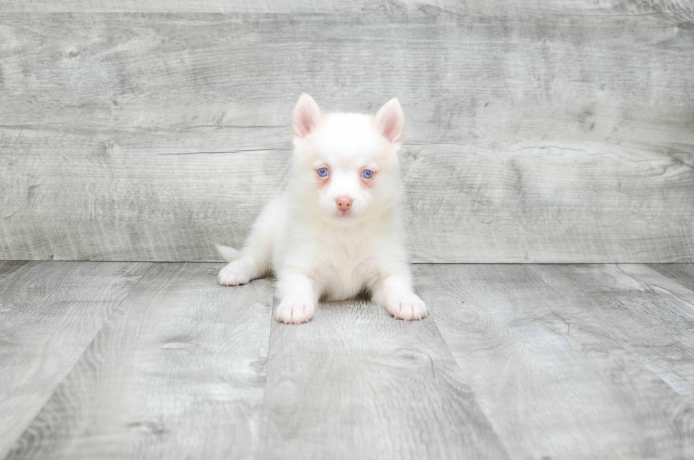 Pomsky puppies for sale | Small cross puppies breeds for sale in Ohio