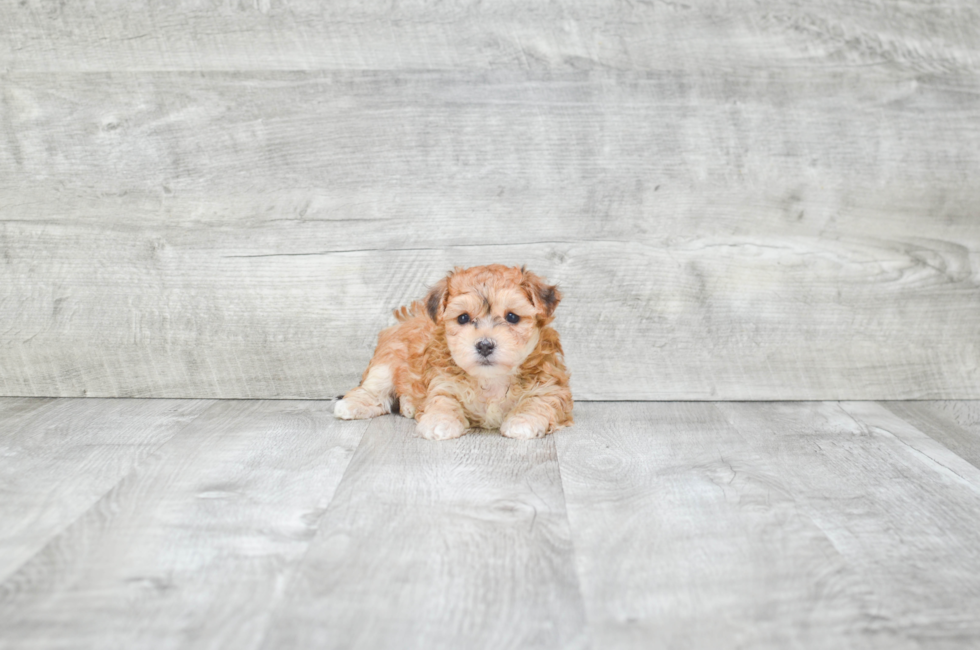 Morkie Puppies for Sale – On-the-spot Adoption in Ohio / US Shipping