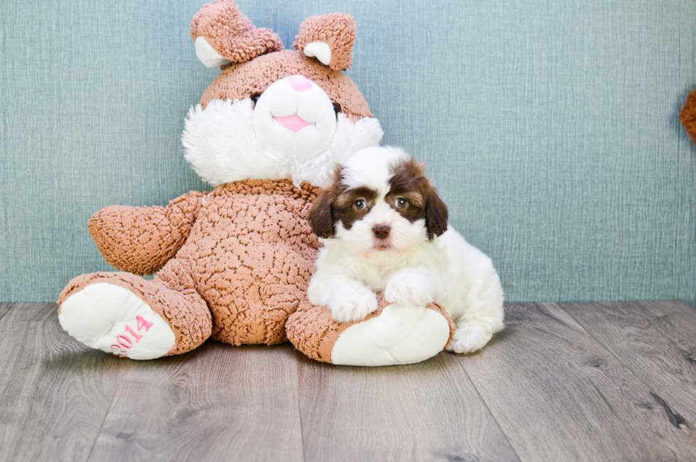 Small breed puppies for sale | Teacup Pups for sale in Ohio – Premier Pups