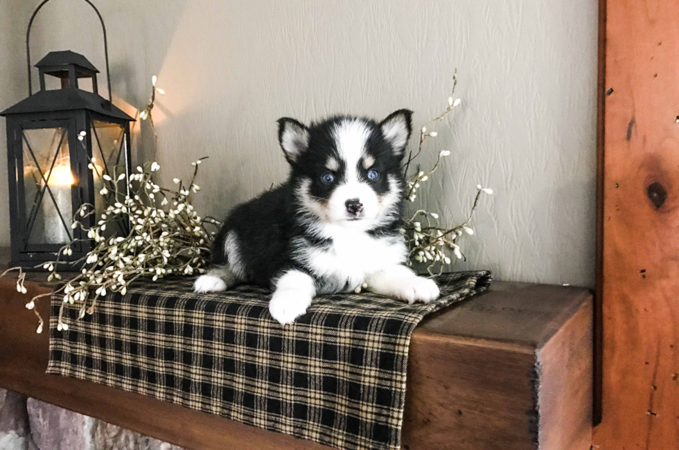 Pomsky puppies for sale | Small cross puppies breeds for sale in Ohio