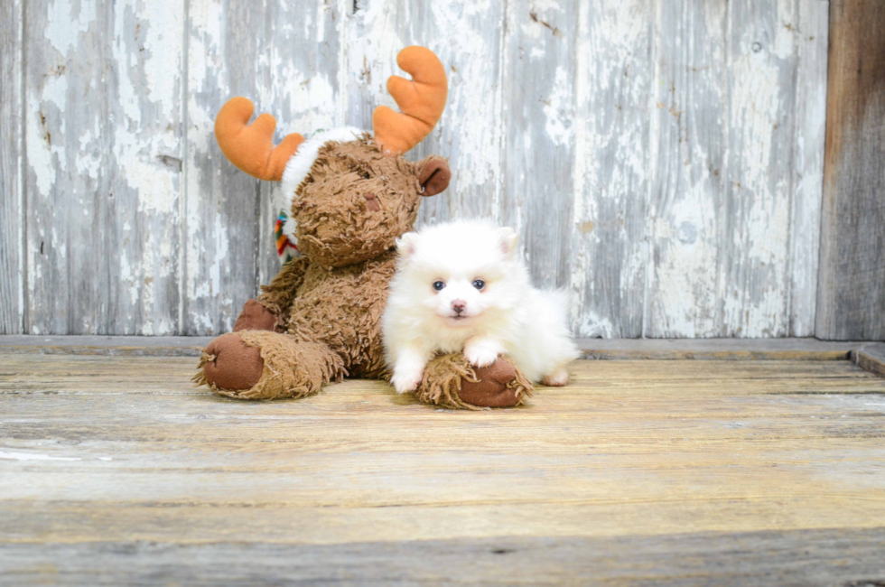 Premier Pups for sale in Ohio - Buy or adopt a puppy breed on Premier Pup