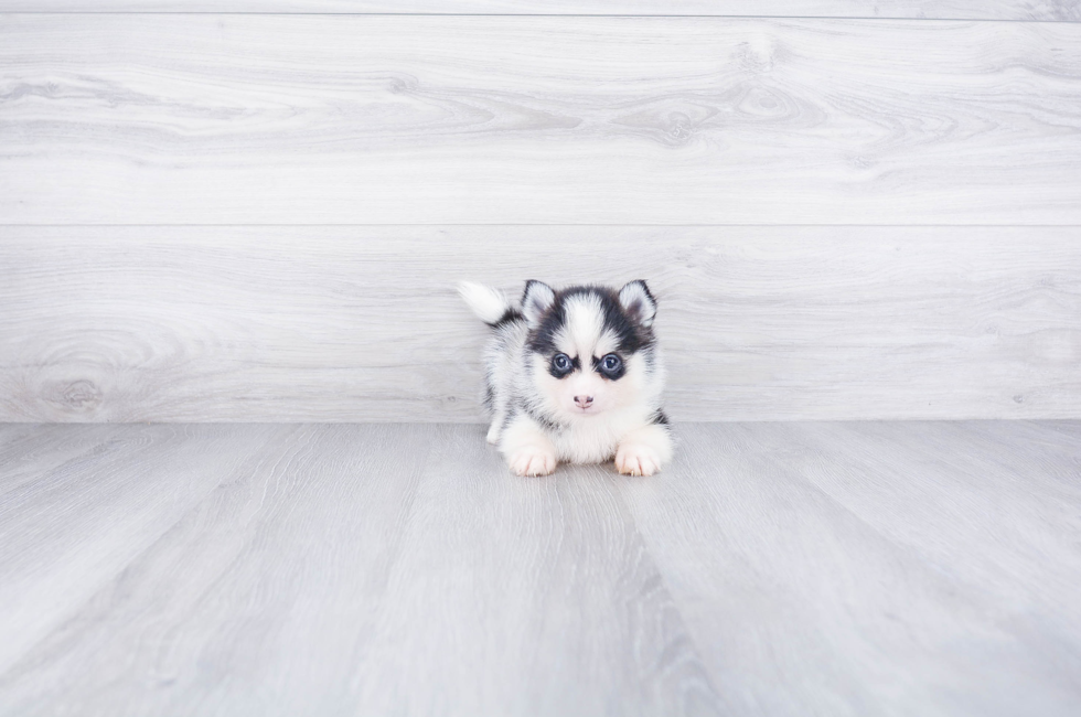 Pomsky puppies for sale | Small cross puppies breeds for sale in Ohio