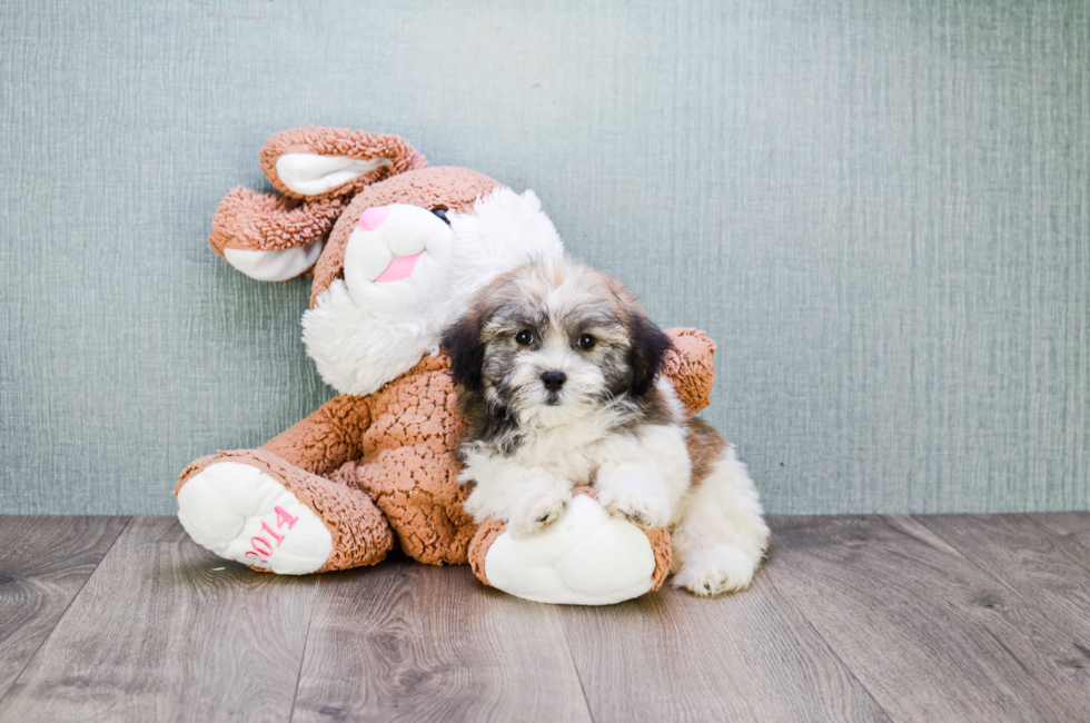 Havanese puppies for sale | Small purebred Havanese puppies for sale in ...