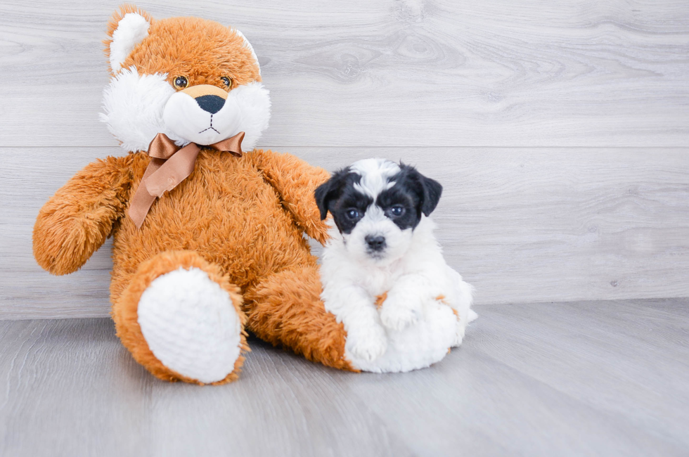 Teddy Bear Puppies for Sale – Shichon Puppies | Premierpups.com
