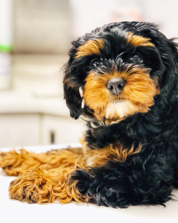 Havapoo Puppies for Sale | Exclusive Designer Puppies