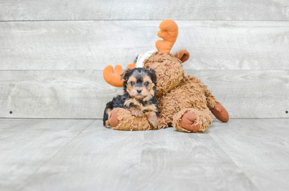 Morkie Puppies for Sale – On-the-spot Adoption in Ohio / US Shipping