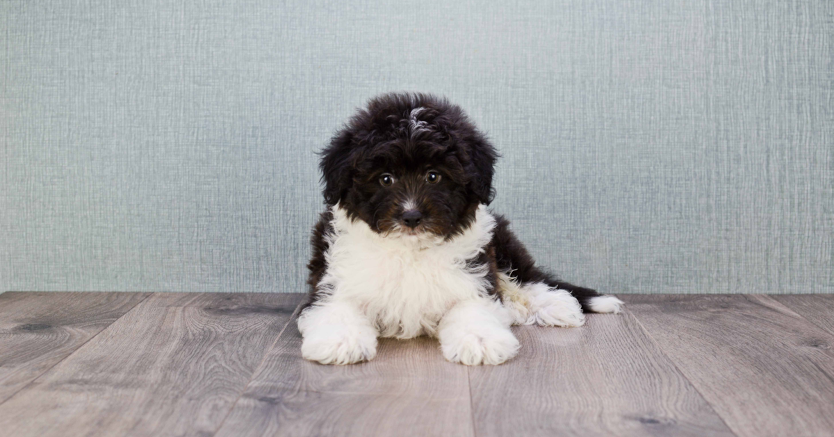 Cute Mini Sheltidoodle Pete: 3lb 3oz Small Breed Puppy