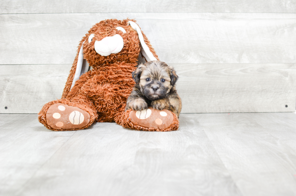 Teddy Bear Puppies for Sale – Shichon Puppies | Premierpups.com