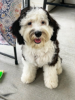 Mini Sheepadoodle for Sale | Premier Pups located in Ohio